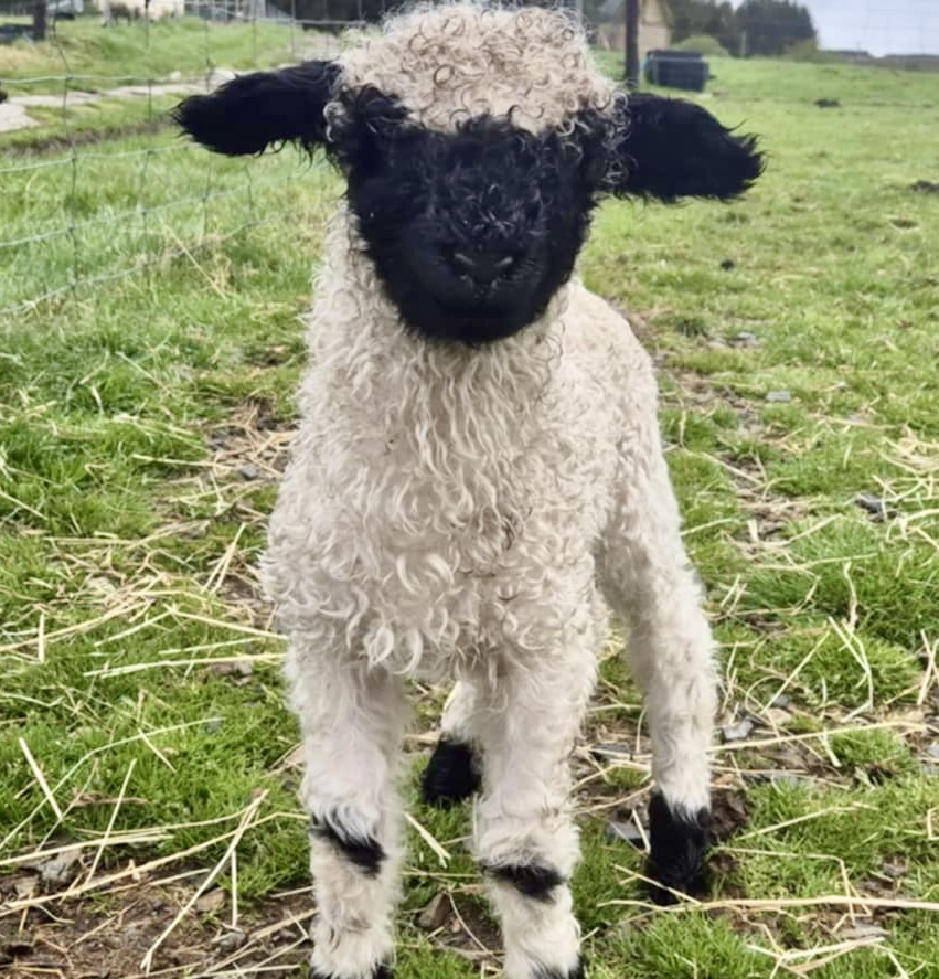 GEMSTONE Embryos by Emma Collison – Valais at Gratitude Acres